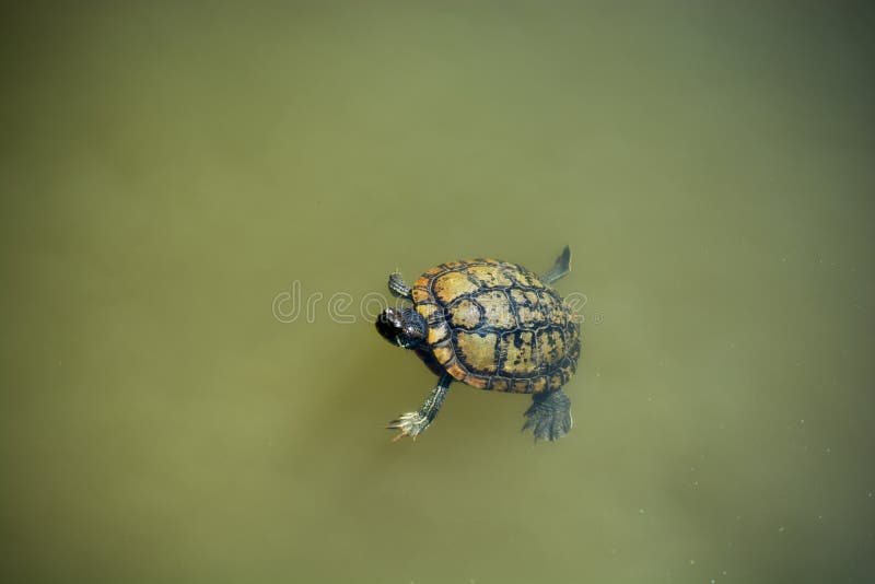 Lonely Turtle Swimming in a Lake Stock Photo - Image of reptile, aqua ...