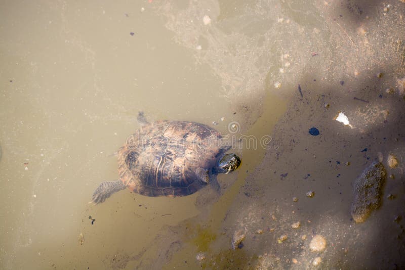 Lonely Turtle Swimming in a Lake Stock Image - Image of reptiles ...