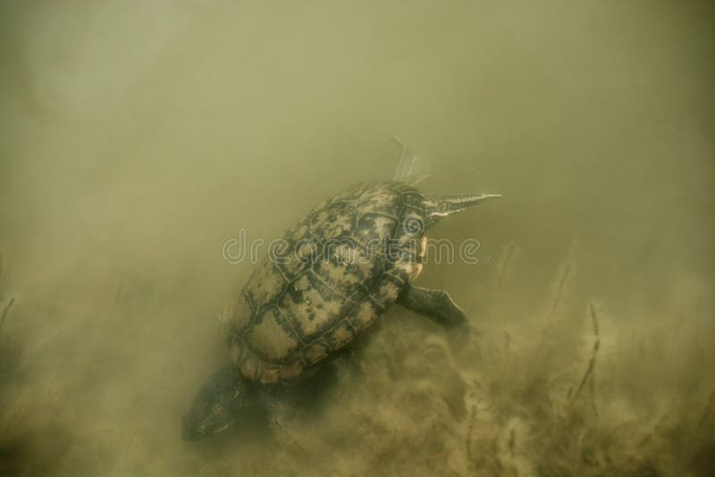 Lonely Turtle Swimming in a Lake Stock Image - Image of animal, water ...