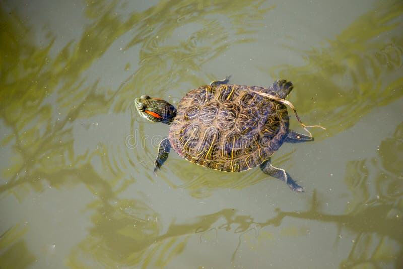 Lonely Turtle Swimming in a Lake Stock Photo - Image of animal, park ...
