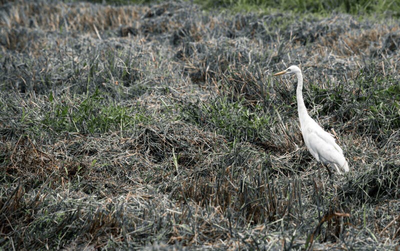 Lonely White Egret Standing in the Ripped Paddy Field Looking for Some ...