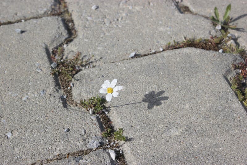 Fresh as a daisy stock photo. Image of fragrant, clean - 1646416