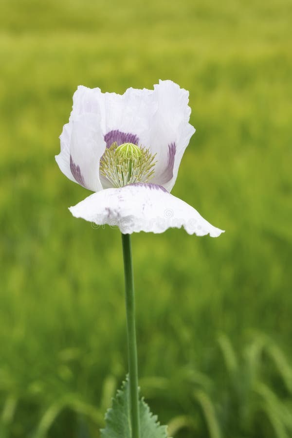 Lonely white poppy flower stock photo. Image of lonely - 154716314