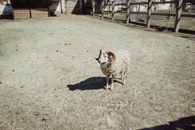 Lonely White Ram in the Middle of the Aviary Stock Photo - Image of ...
