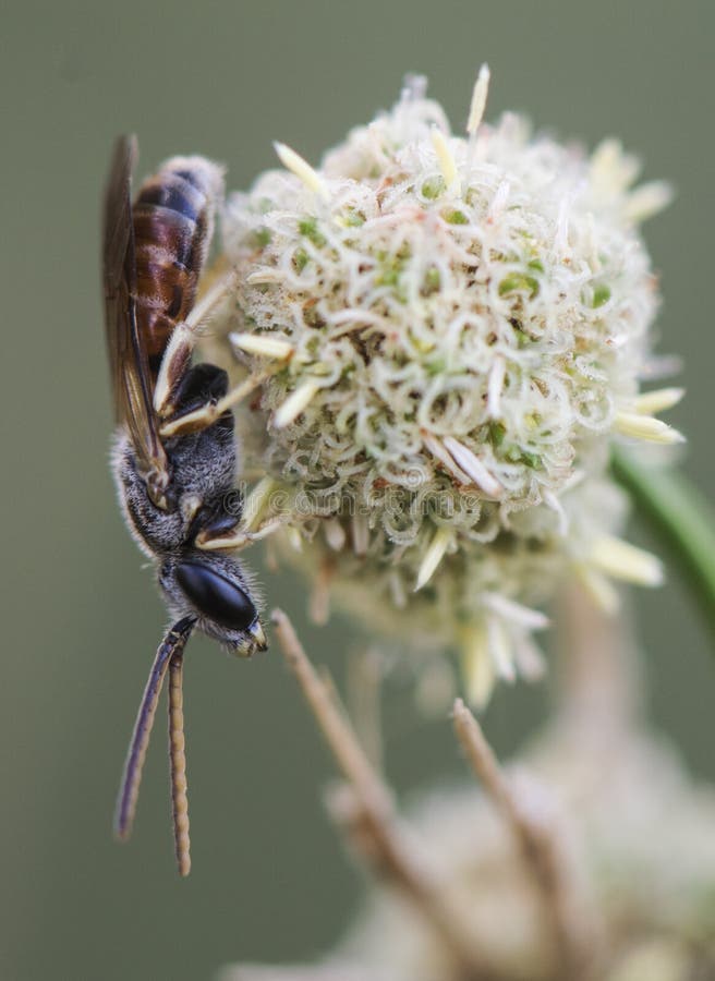 Lonely Bee Sleeping Clamped by Its Jaws To the Plants Where Nightfall ...