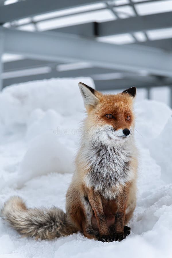 469 Sad Fox Photos - Free & Royalty-Free Stock Photos from Dreamstime