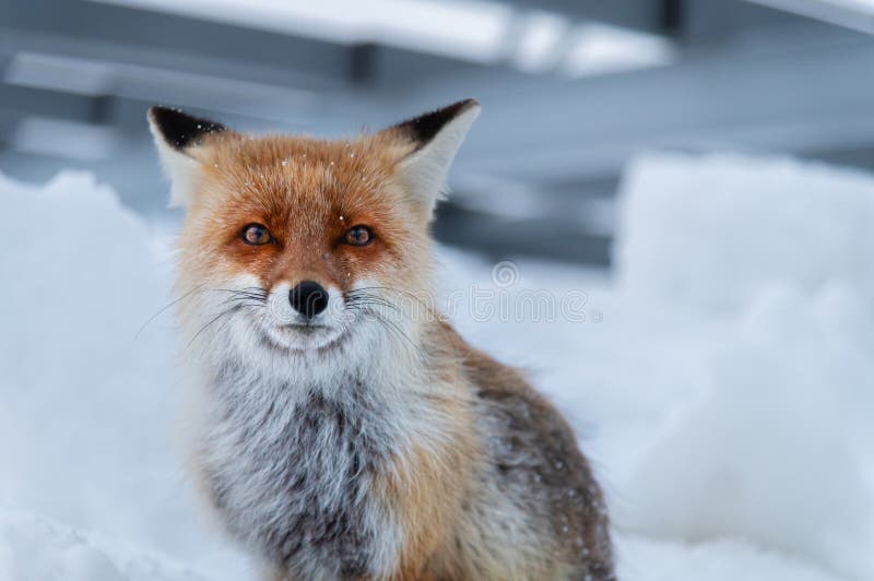 469 Sad Fox Photos - Free & Royalty-Free Stock Photos from Dreamstime