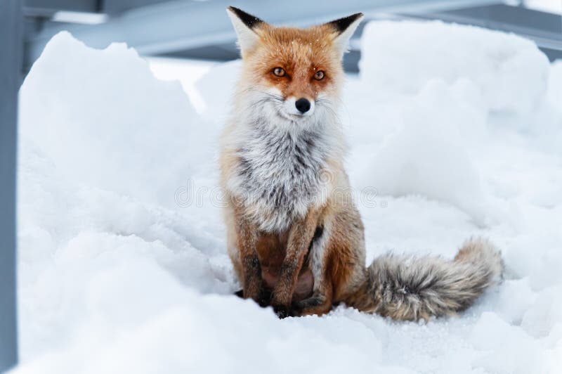 469 Sad Fox Photos - Free & Royalty-Free Stock Photos from Dreamstime