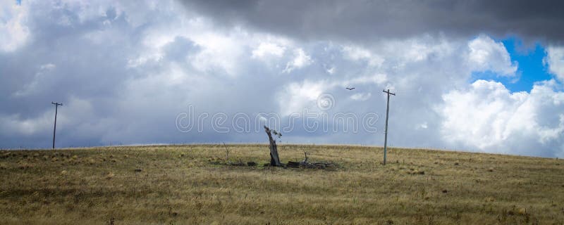 Wind swept tree stock image. Image of view, countryside - 20117379