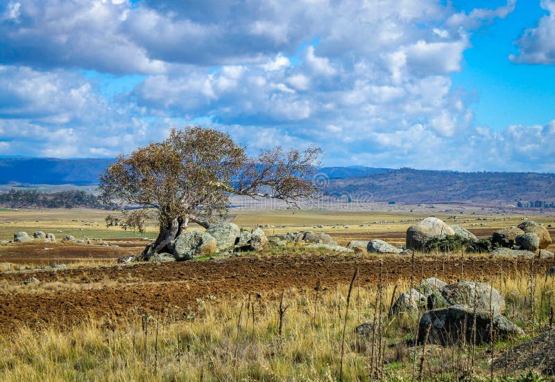 Lonely Wind Swept Tree in a Rocky Desolate Australian Landscape Stock ...