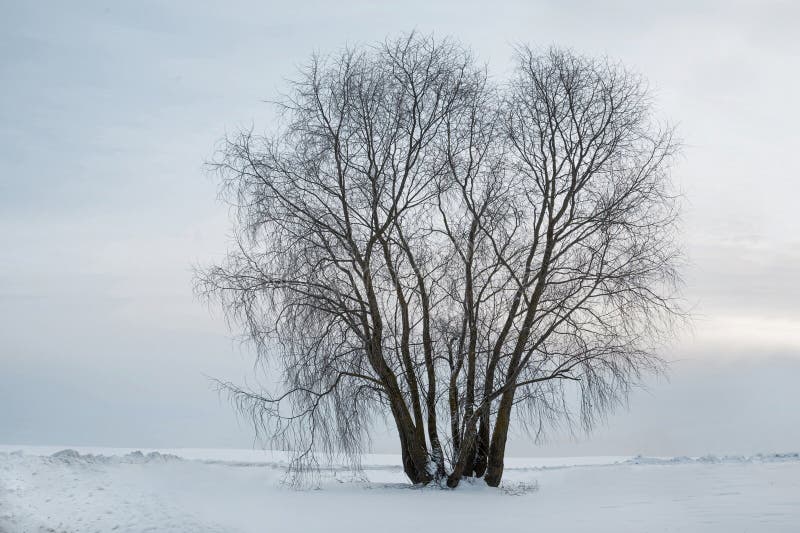 Lonely Winter Tree in Winter Tender Field without Leaves Stock Photo ...