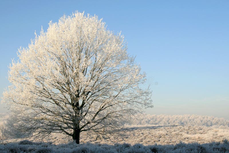 1,503 Hoarfrost Oisterwijk Netherlands Stock Photos - Free & Royalty ...