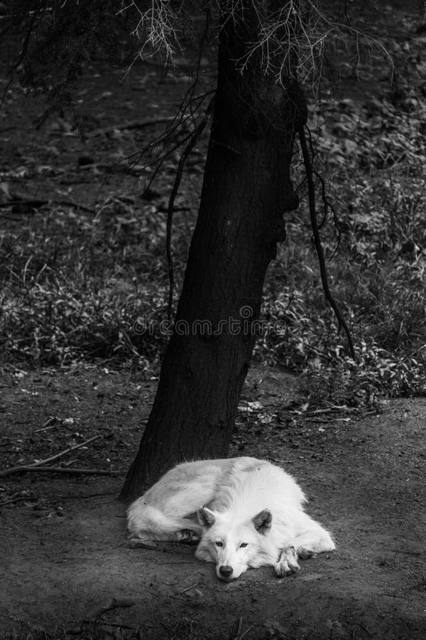 Lonely White Wolf stock photo. Image of genus, canis - 51609924
