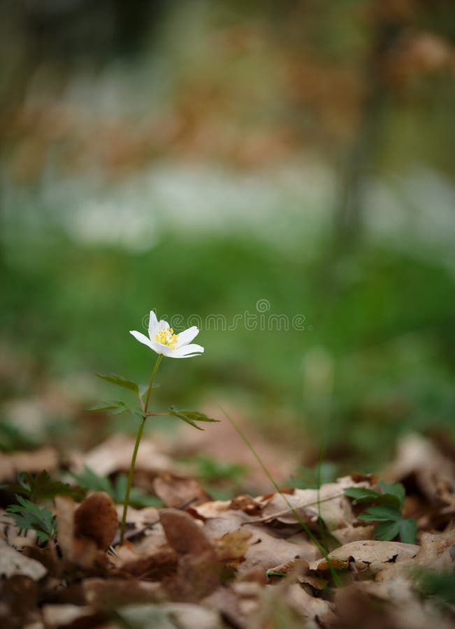 A Lonely Wood Anemone among the Leaves Stock Photo - Image of stalk ...