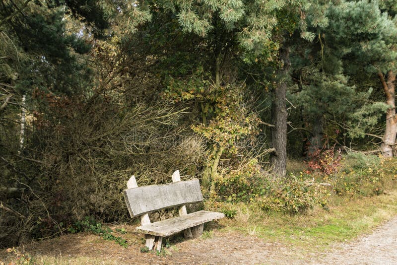 Lonely Wooden Bench in the Forest among Clusters of Trees Stock Photo ...