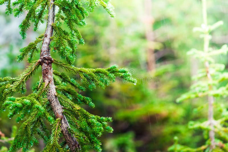 Lonely young pine tree stock image. Image of botany - 111417391