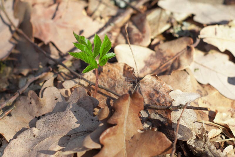 Lonely Young Plant Sprout in Spring Forest Under the Sunlight, Stock ...