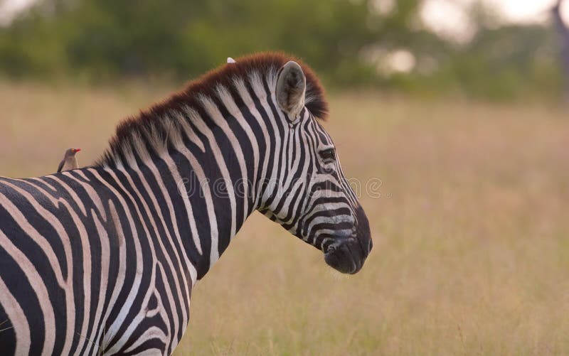 Lonely zebra with a bird stock photo. Image of reserve - 11809414