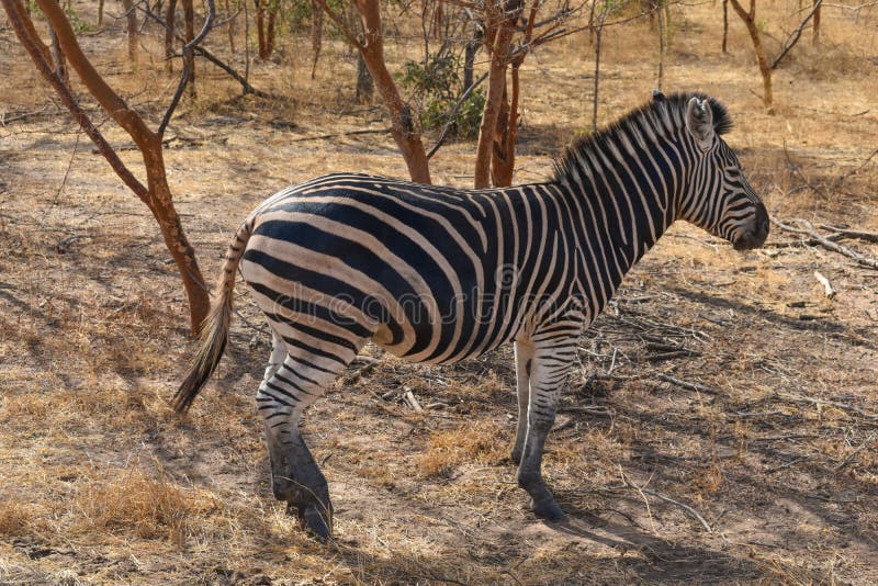Lonely Zebra Walking in a Park Near the Trees at Daytime Stock Photo ...
