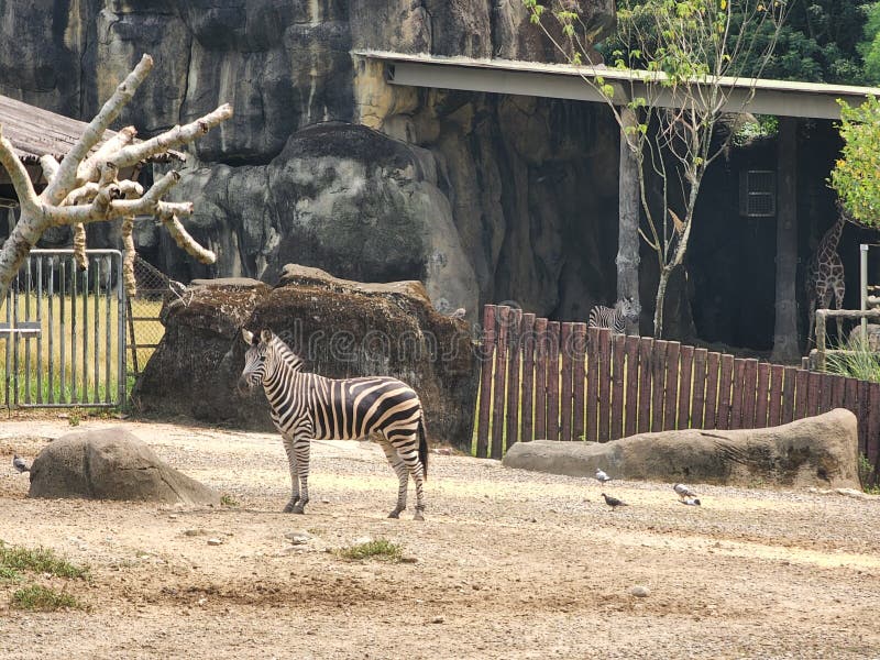 Lonely zebra at wild stock image. Image of adventure - 261666791