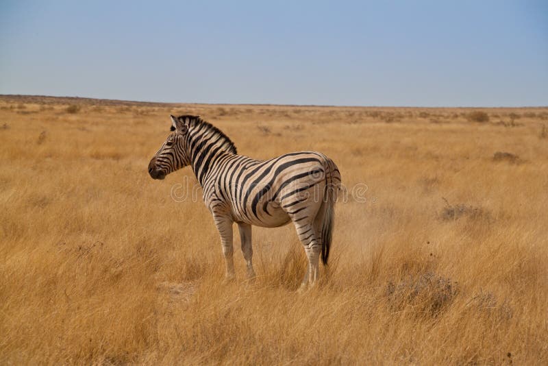 Zemba in Namibia stock image. Image of striped, namib - 102792829