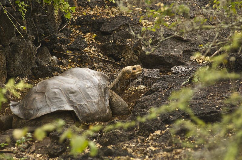 Lonesome George - Giant Tortoise Stock Photo - Image of endangered ...