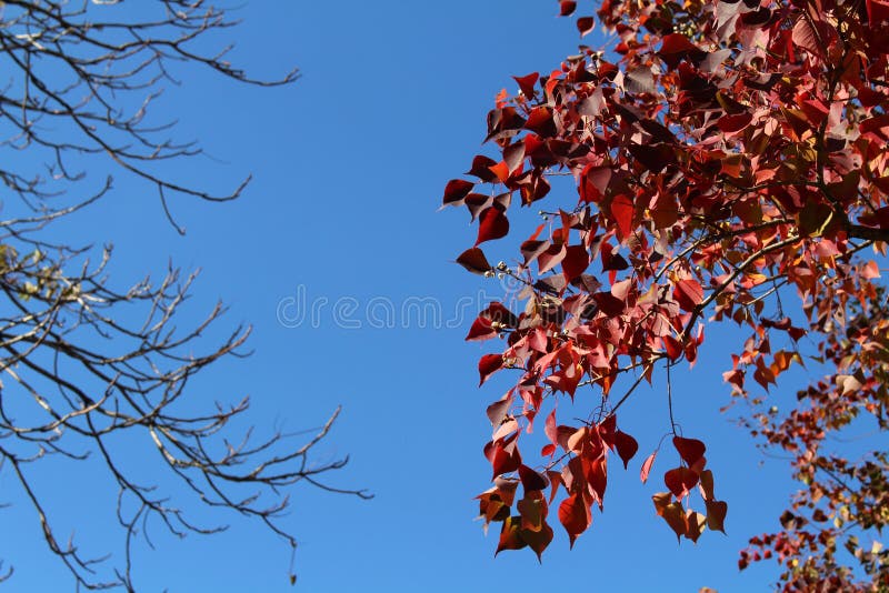 Lonesome Red Ginkgo Tree and Withered Branches during Spring Stock ...