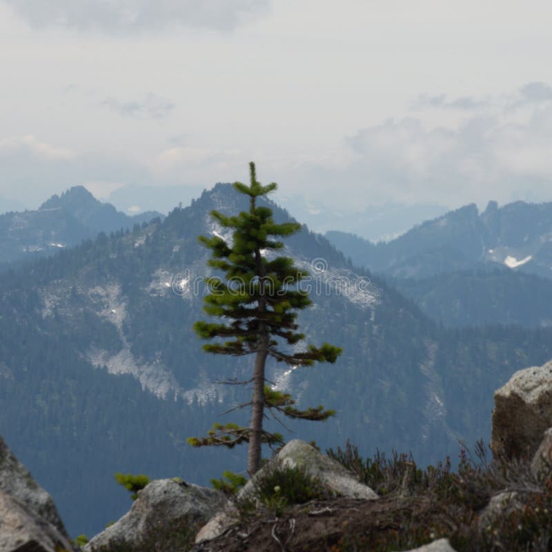 Lonesome Tree among the Ridgeline Stock Photo - Image of tree, cliff ...
