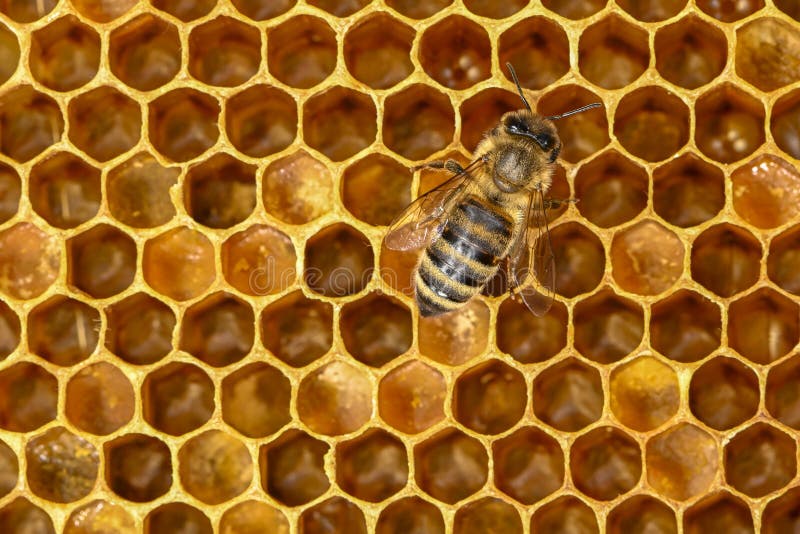 Loney Bee Stock Photos - Free & Royalty-Free Stock Photos from Dreamstime