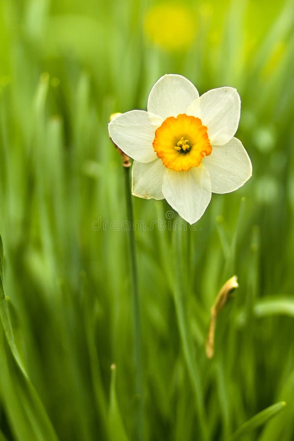 Loney Flower stock photo. Image of chlorophyll, petal - 19464306