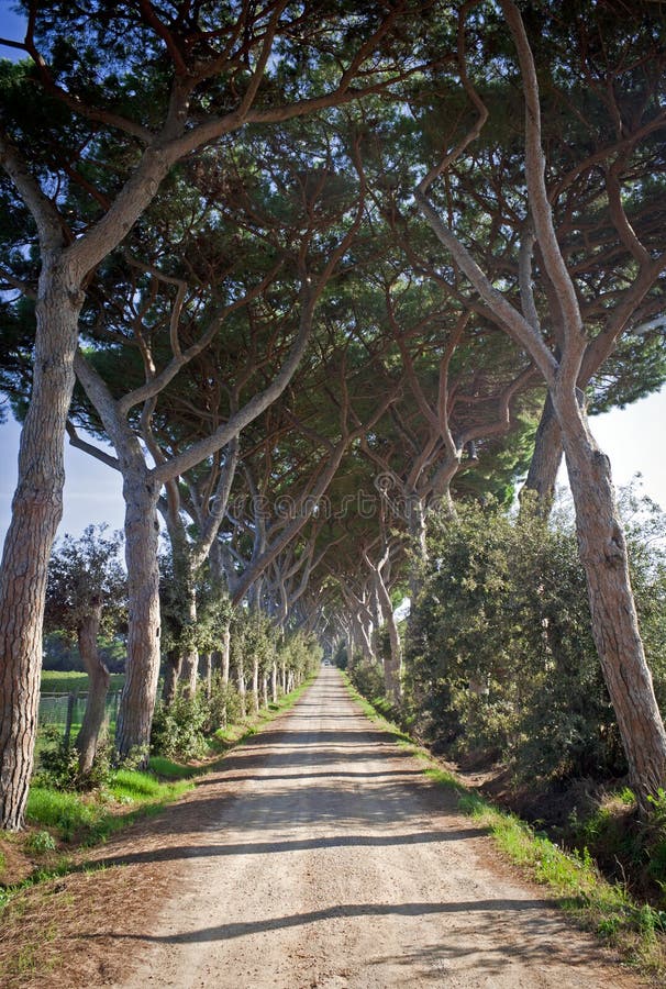 Long Access Road with Trees Stock Photo - Image of road, plant: 33219640
