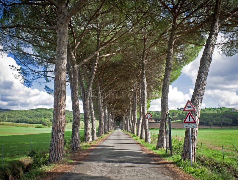 Long Access Road with Trees Stock Photo - Image of south, summer: 43876646