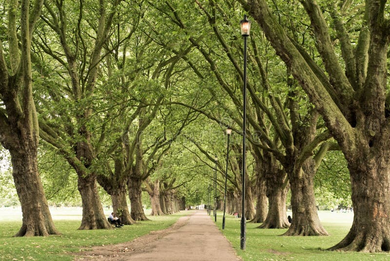 Long Alley with a Dense Pattern of Branches Stock Image - Image of ...