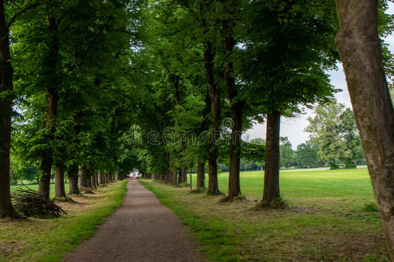 Long Alley Row High Green Trees Stock Photos - Free & Royalty-Free ...