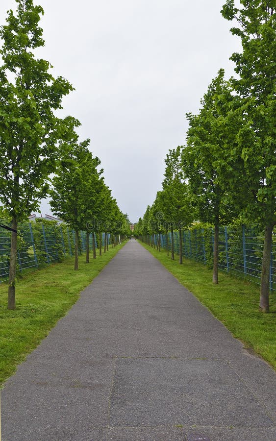 Long Alley with Young Lime Trees Stock Photo - Image of alley ...