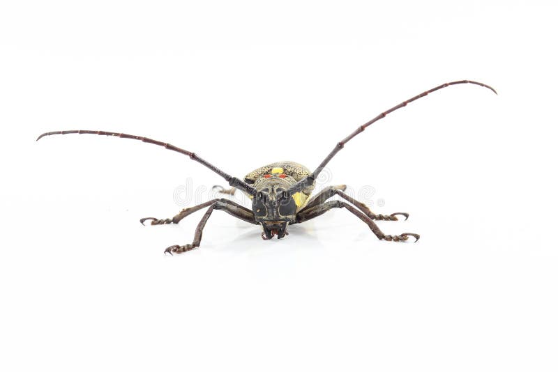 Insect Long Antennae Stock Images - Download 1,432 Royalty Free Photos