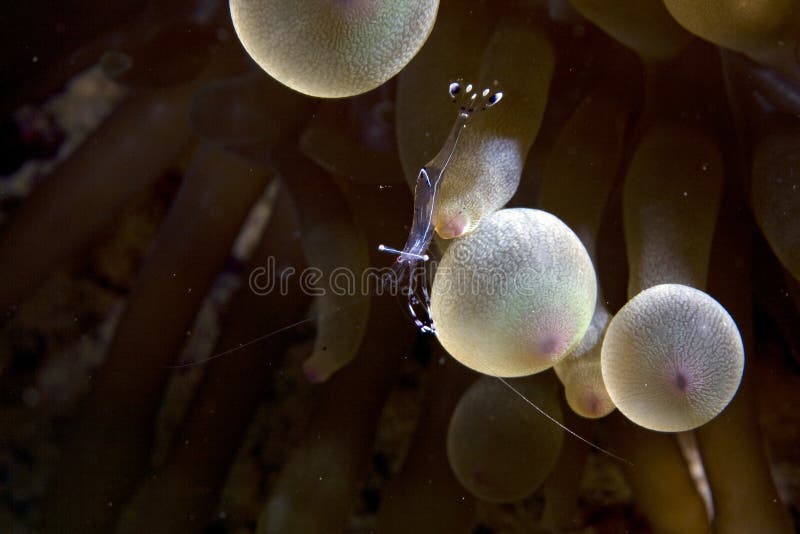 Long-arm Cleaner Shrimp (periclemenes Brevicarpali Picture. Image: 5020392