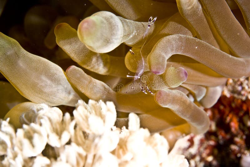 Long-arm Cleaner Shrimp (periclemenes Brevicarpali Picture. Image: 5020419