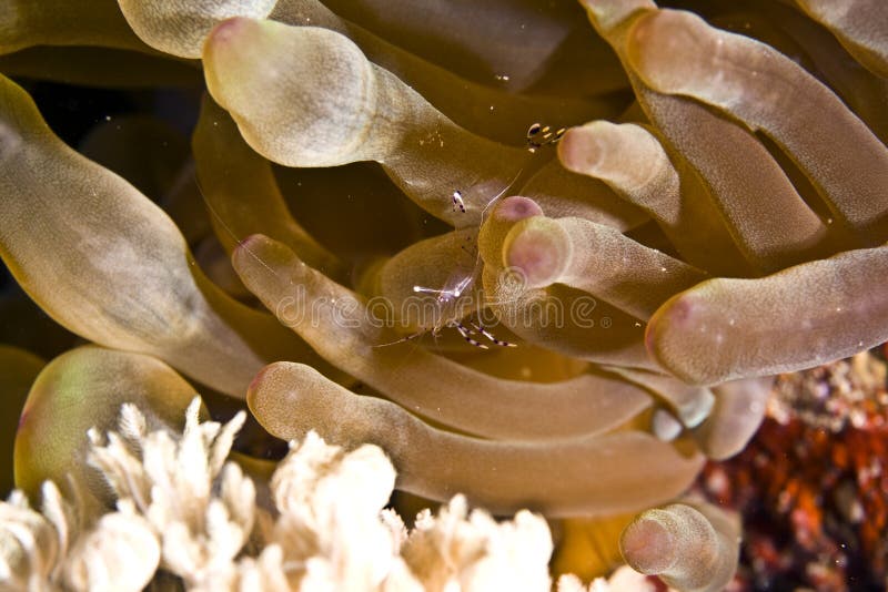 Long-arm Cleaner Shrimp (periclemenes Brevicarpali Picture. Image: 5020427