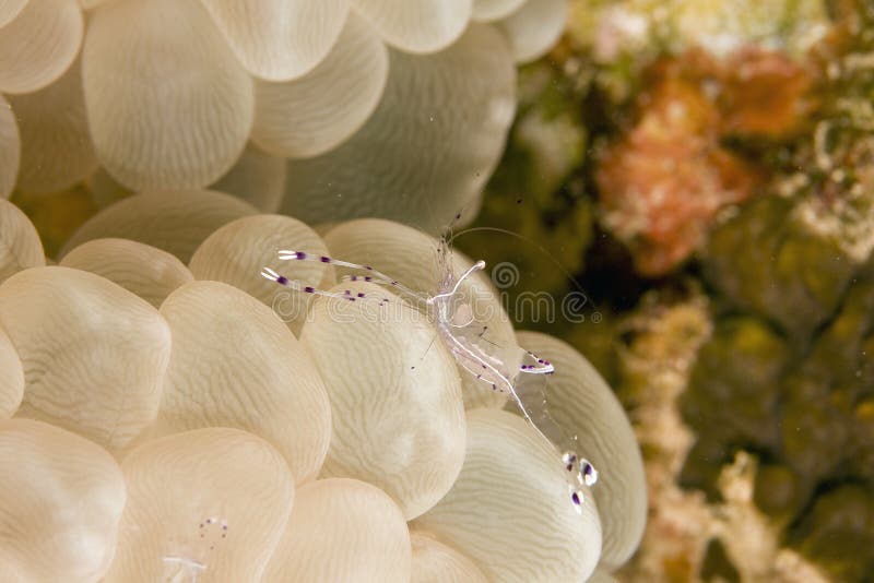 Long-arm Cleaner Shrimp (periclemenes Brevicarpali Picture. Image: 6352295