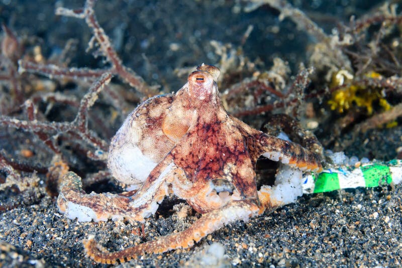 Long arm Octopus stock photo. Image of animal, life, egypt - 51260246