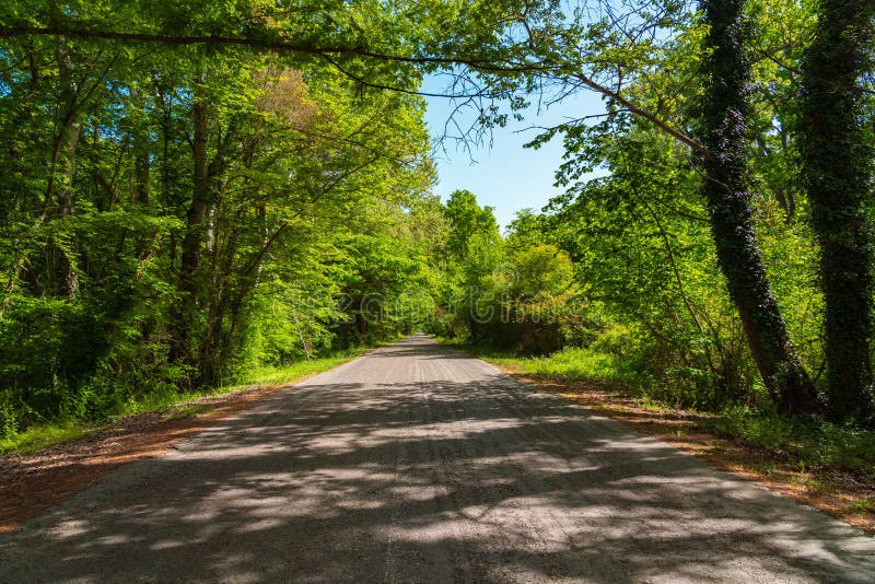 Long Asphalt Road between Dense Green Trees Stock Image - Image of road ...