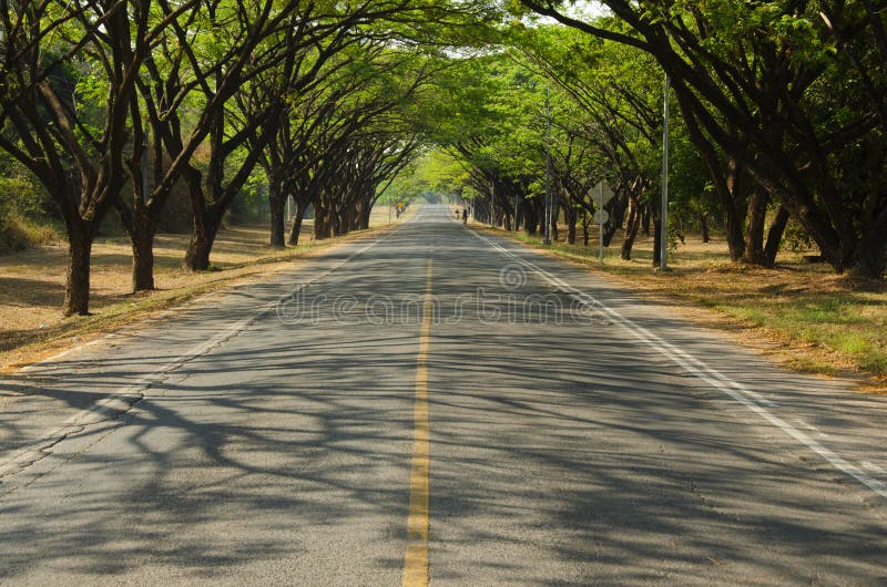Long Asphalt Road in Rain Trees Tunnel Stock Image - Image of ...