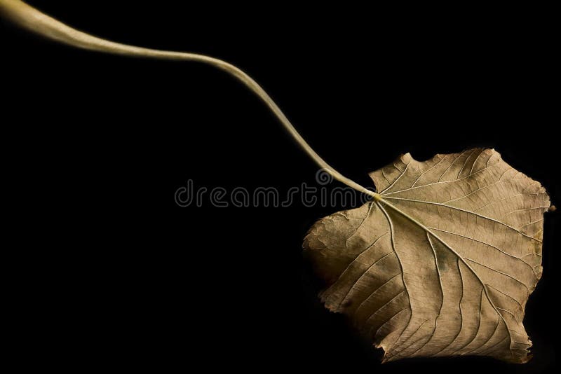 Autumn Leaf Black Fall Venation Long Stock Photo - Image of concept ...