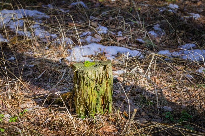 The Long-awaited Spring in the Countryside Stock Photo - Image of bare ...