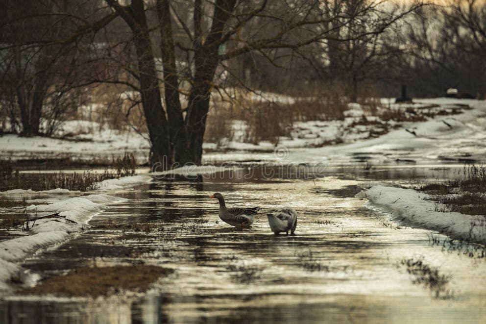 The Long-awaited Spring in the Countryside Stock Photo - Image of ...