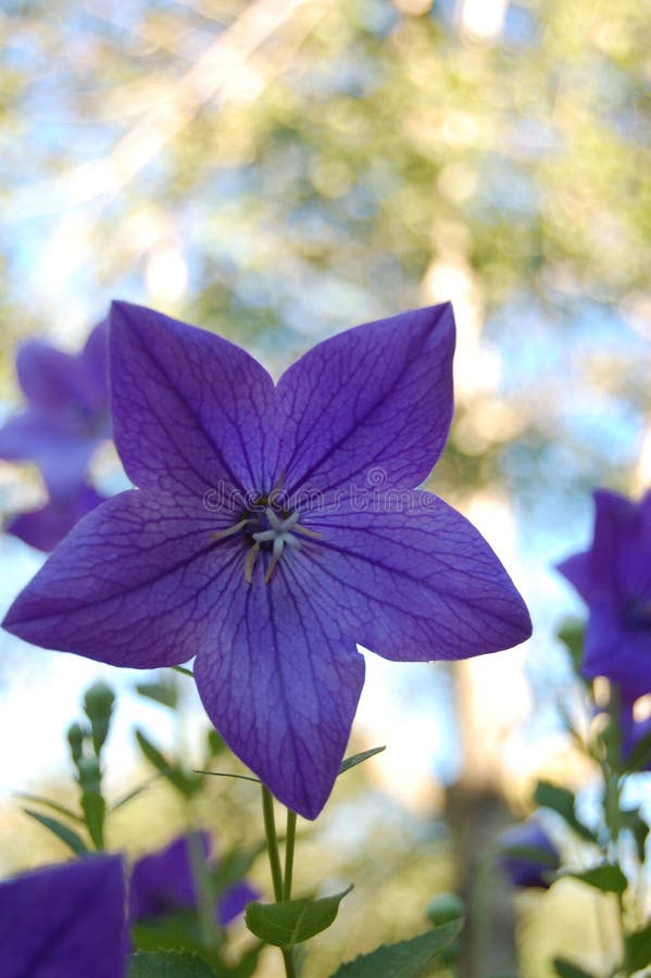 Long Awaited Spring stock image. Image of renew, flower - 75734035