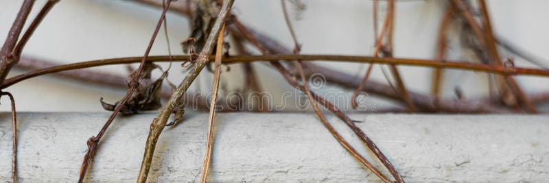Long Background with a Creeper on a Pipe Stock Photo - Image of organic ...
