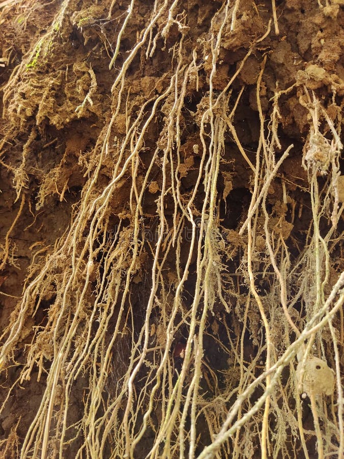 Long Bamboo Roots Spread Perfectly in the Fertile Soil Stock Photo ...