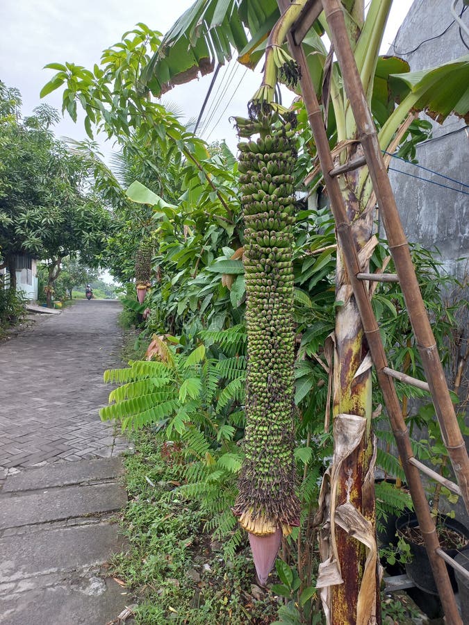 Long Banana Tree in Gresik Indonesia Stock Photo - Image of long ...